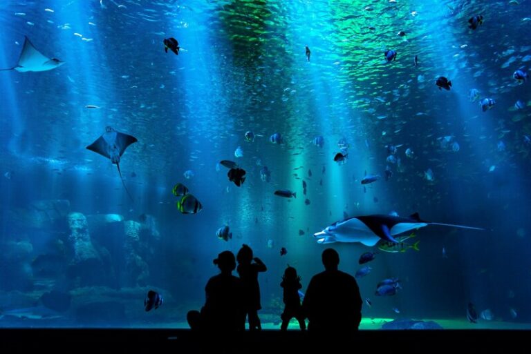 Things to Do With Kids Near Me: Fun, Free & Indoor Ideas - Vanity No ...